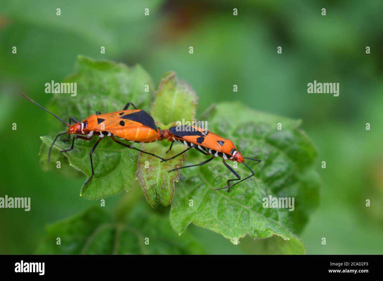 a pair of cotton stainer bug mating on green leaves Stock Photo - Alamy