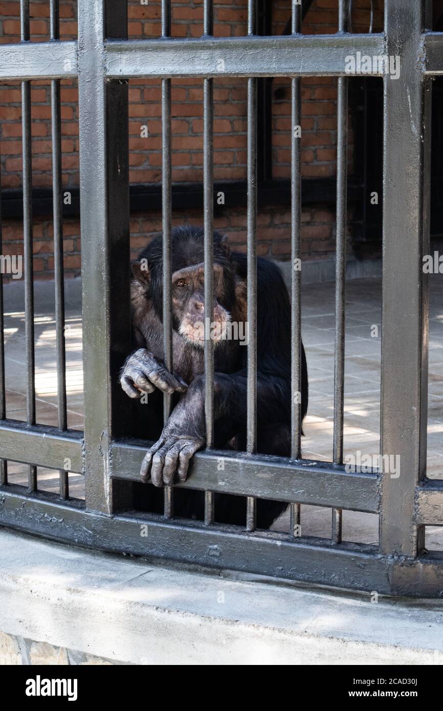 Cage bars hi-res stock photography and images - Alamy