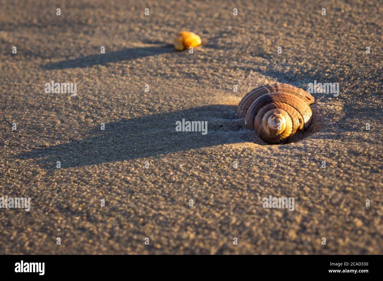 Sea Shell on the beach, Nosy Komba, Madagascar Stock Photo - Alamy
