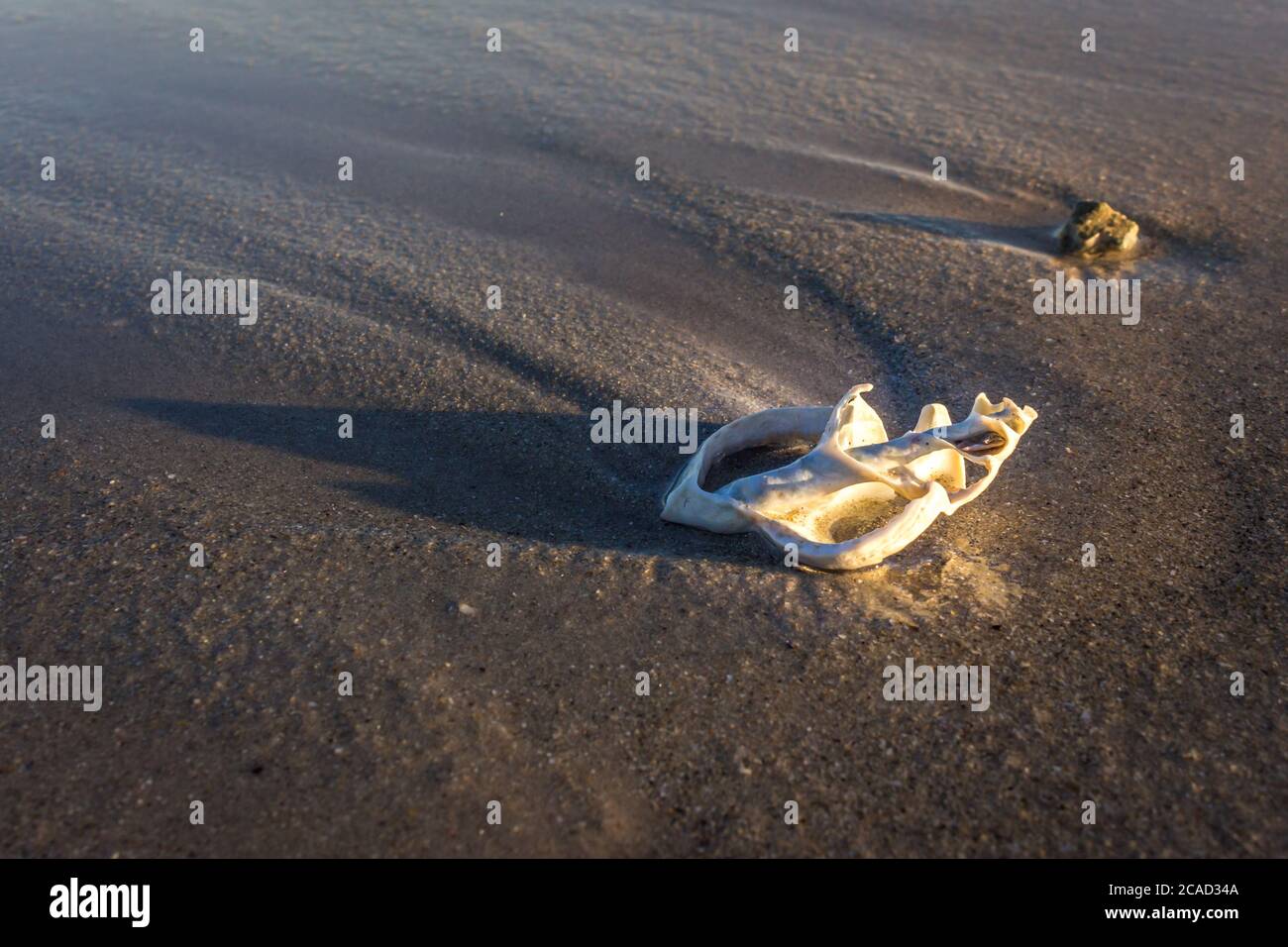 Sea Shell on the beach, Nosy Komba, Madagascar Stock Photo - Alamy