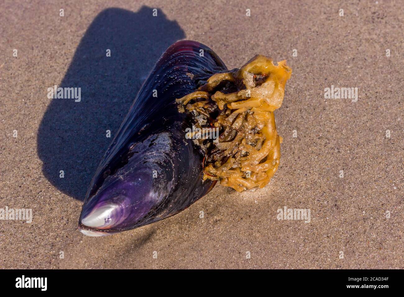 Sea Shell on the beach, Nosy Komba, Madagascar Stock Photo - Alamy