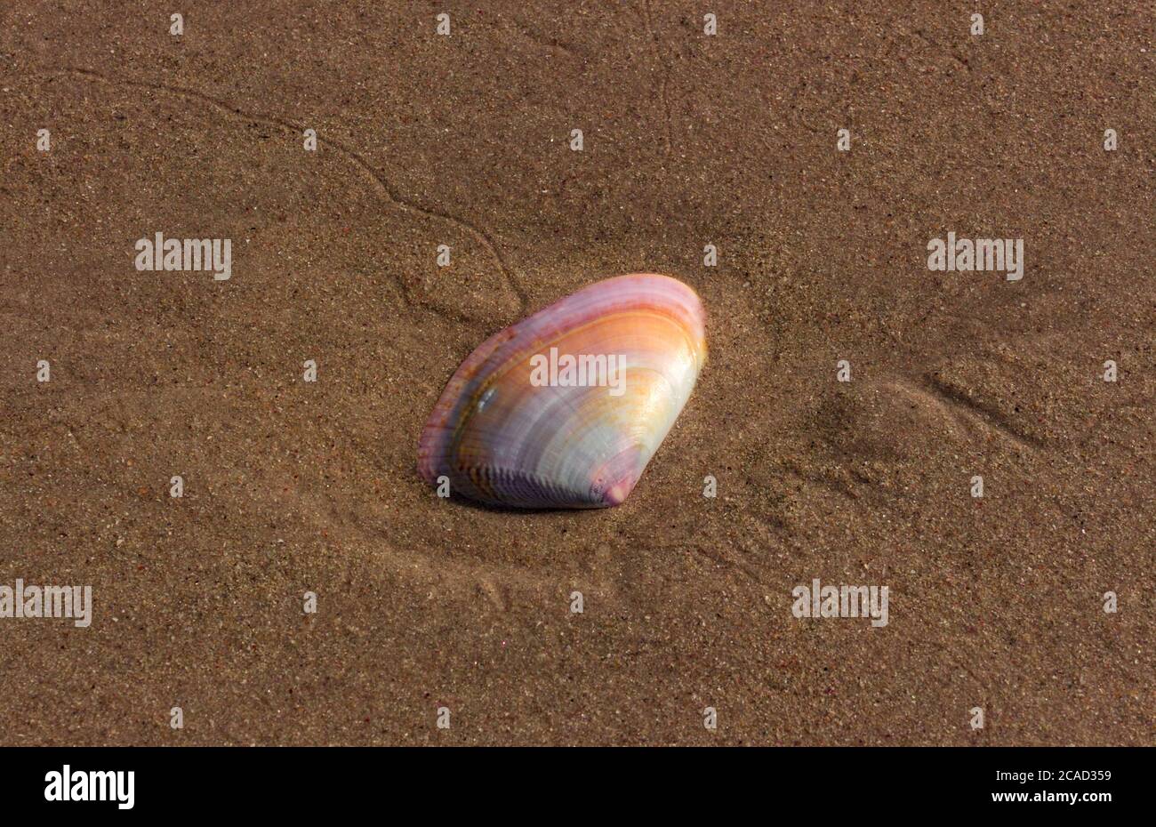 Sea Shell on the beach, Nosy Komba, Madagascar Stock Photo - Alamy