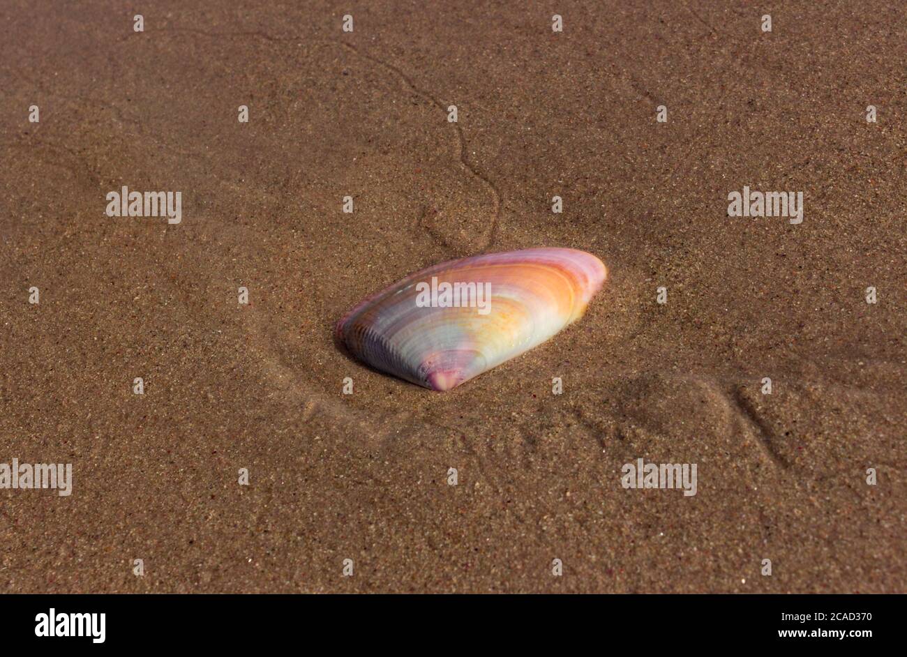 Sea Shell on the beach, Nosy Komba, Madagascar Stock Photo - Alamy