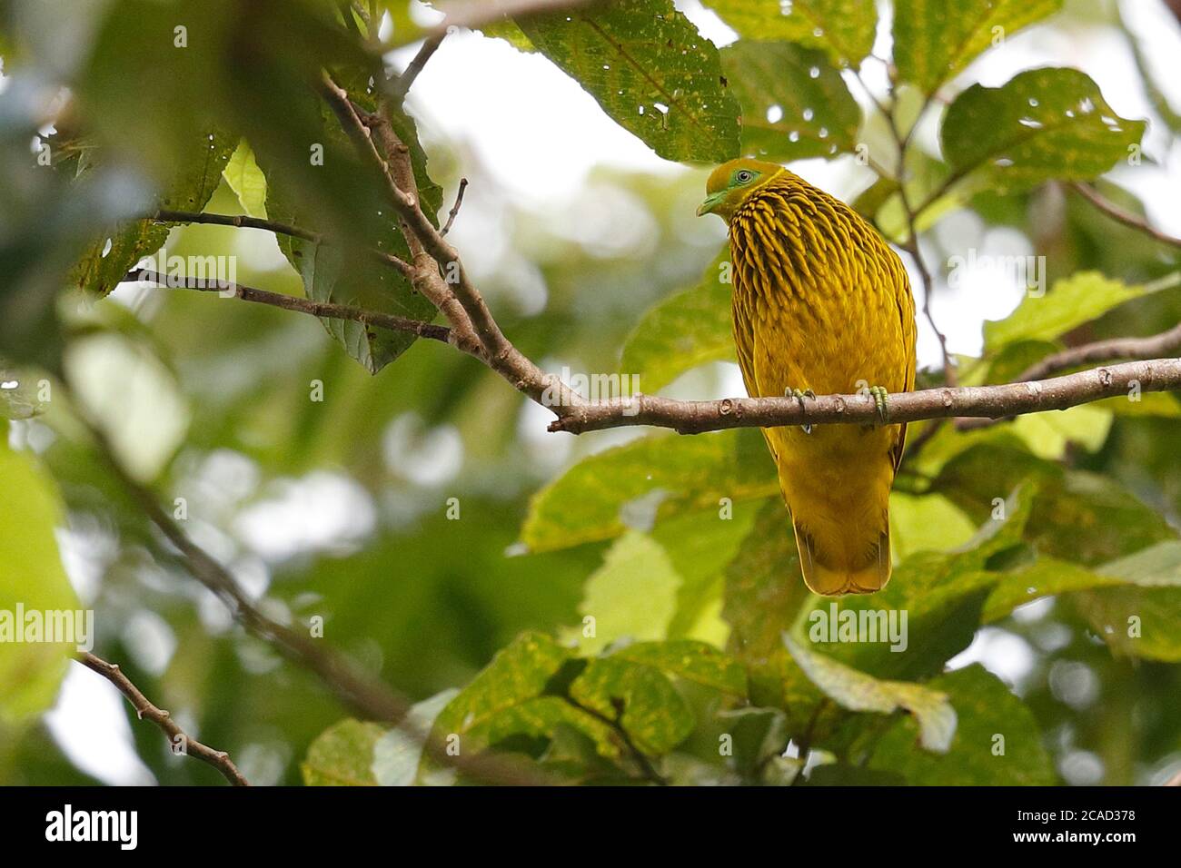 Golden Fruit Dove (Ptilinopus luteovirens), near Suva, Viti Levu, Fiji ...