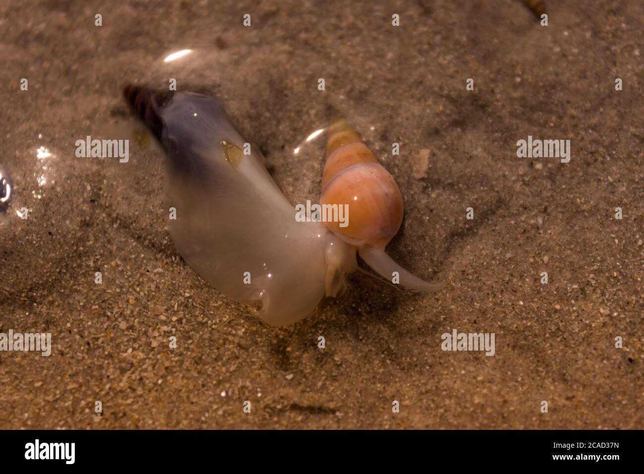 Sea Snail swimming in the shallow water on the beach, Cape Town, South ...