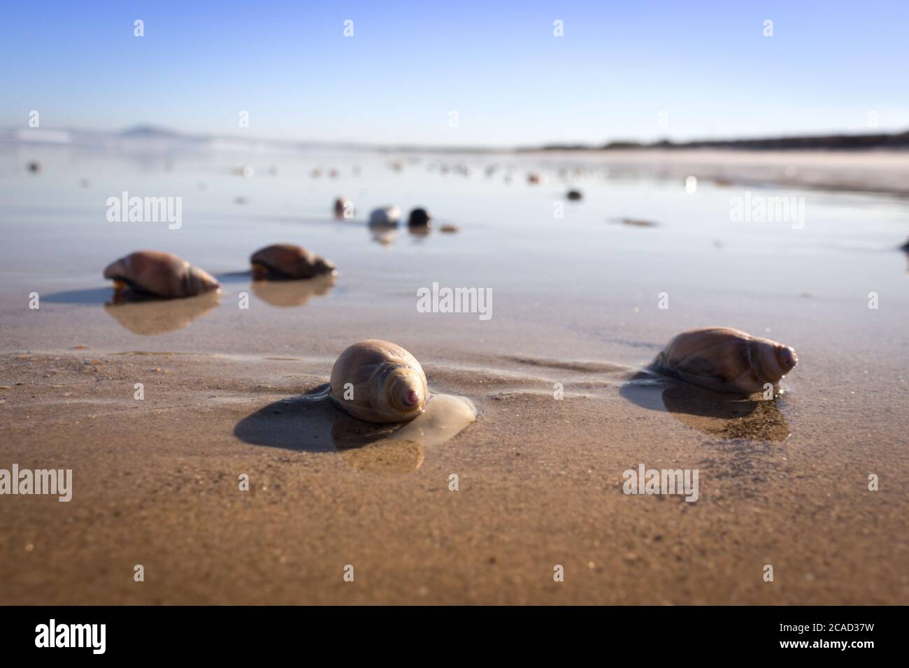 Sea Snail Tropical Green High Resolution Stock Photography and Images ...