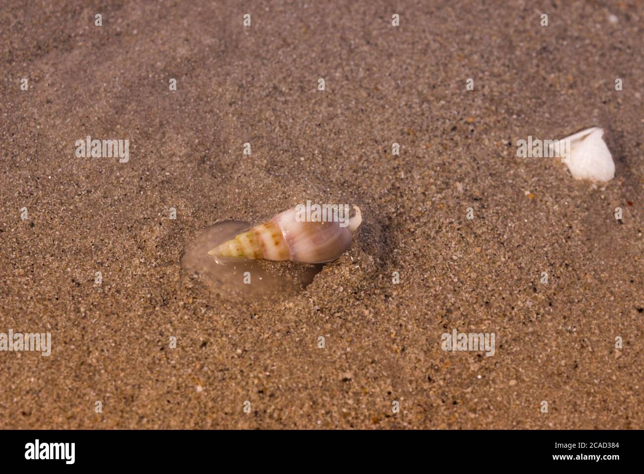 Sea Snail Tropical Green High Resolution Stock Photography and Images ...