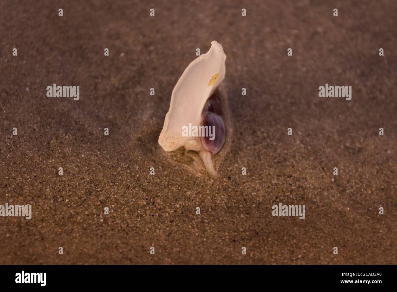 Sea Snail swimming in the shallow water on the beach, Cape Town, South ...