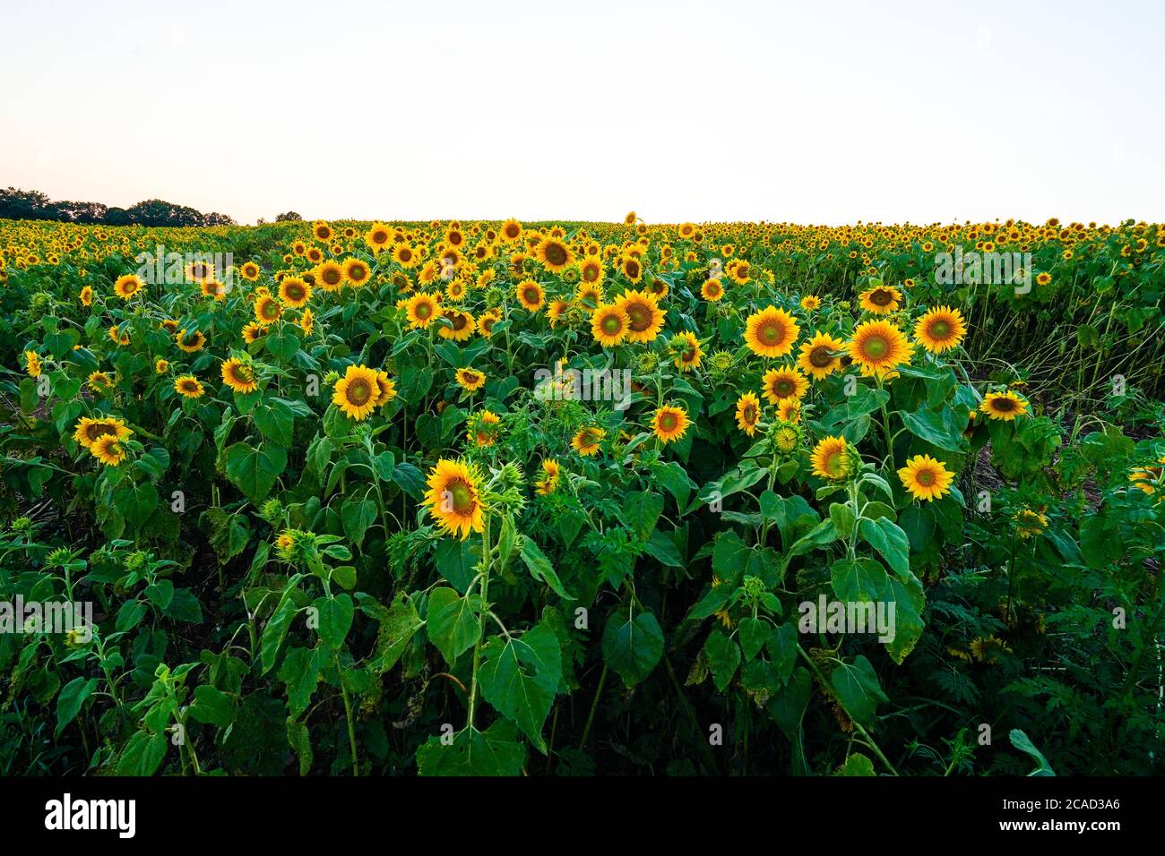 Sun sky sunflowers field blooming hi-res stock photography and images ...