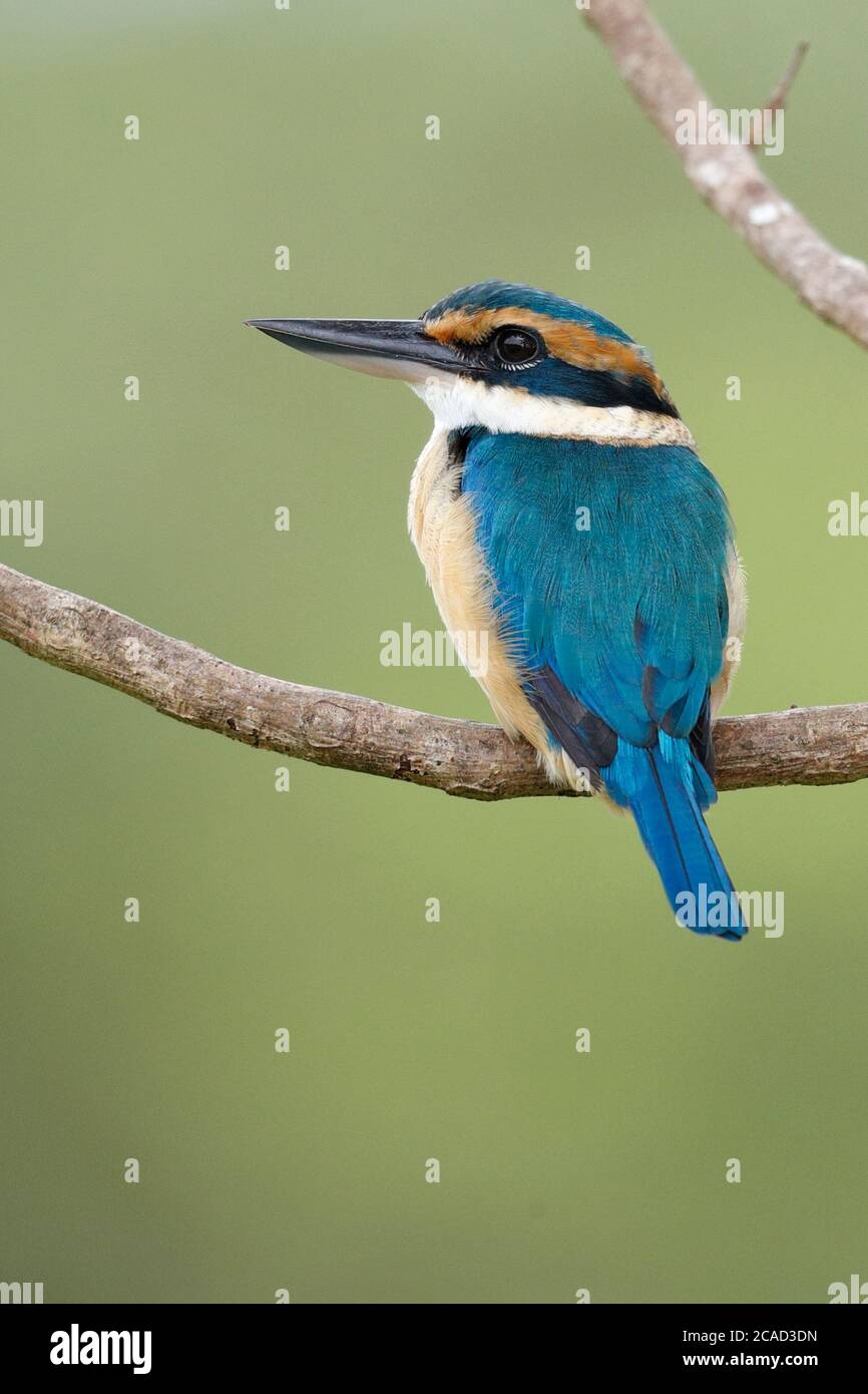 Collared Kingfisher (Todirhamphus chloris), side view of adult bird on ...
