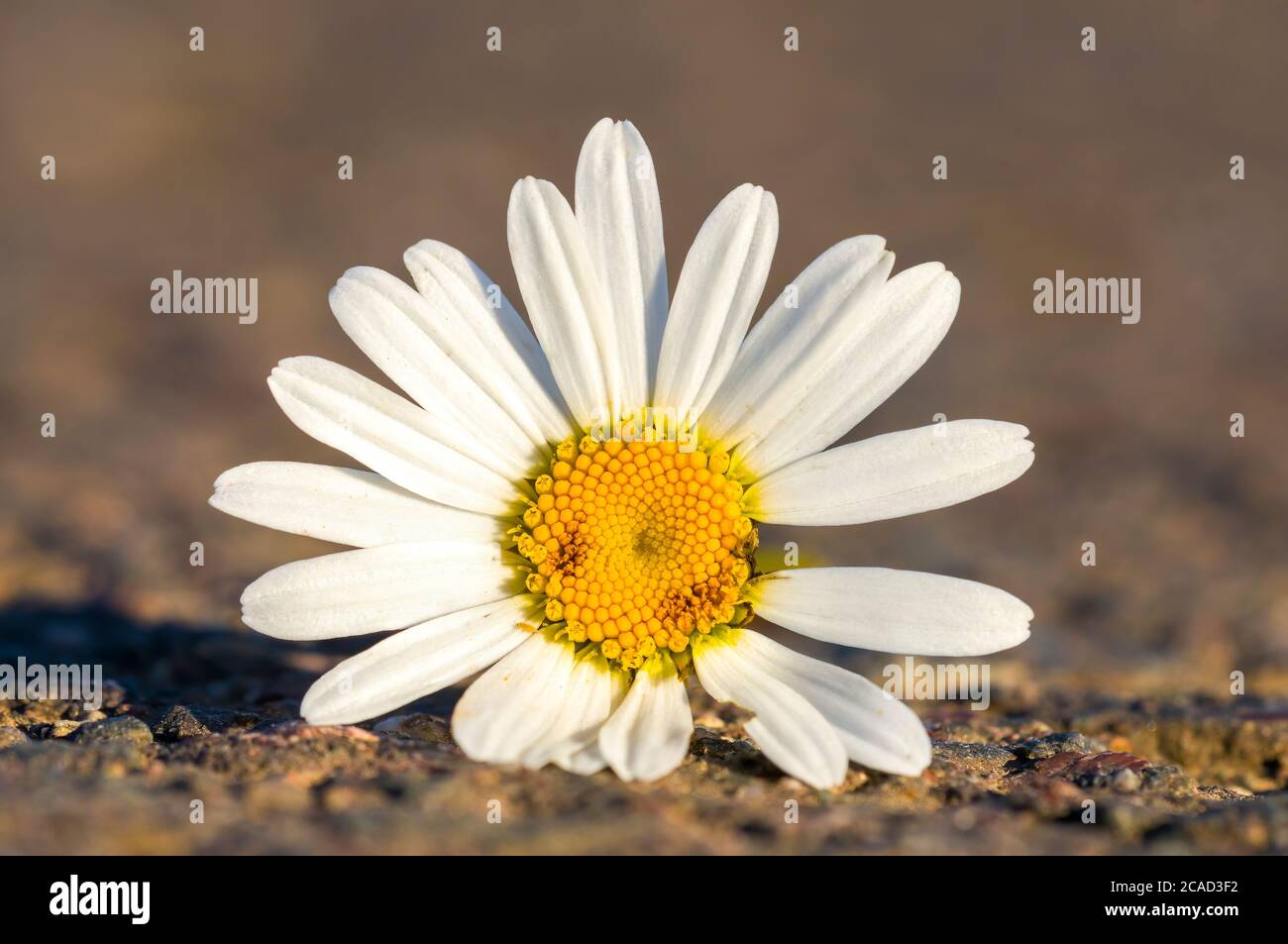 beautiful colorful flower with a soft background Stock Photo - Alamy