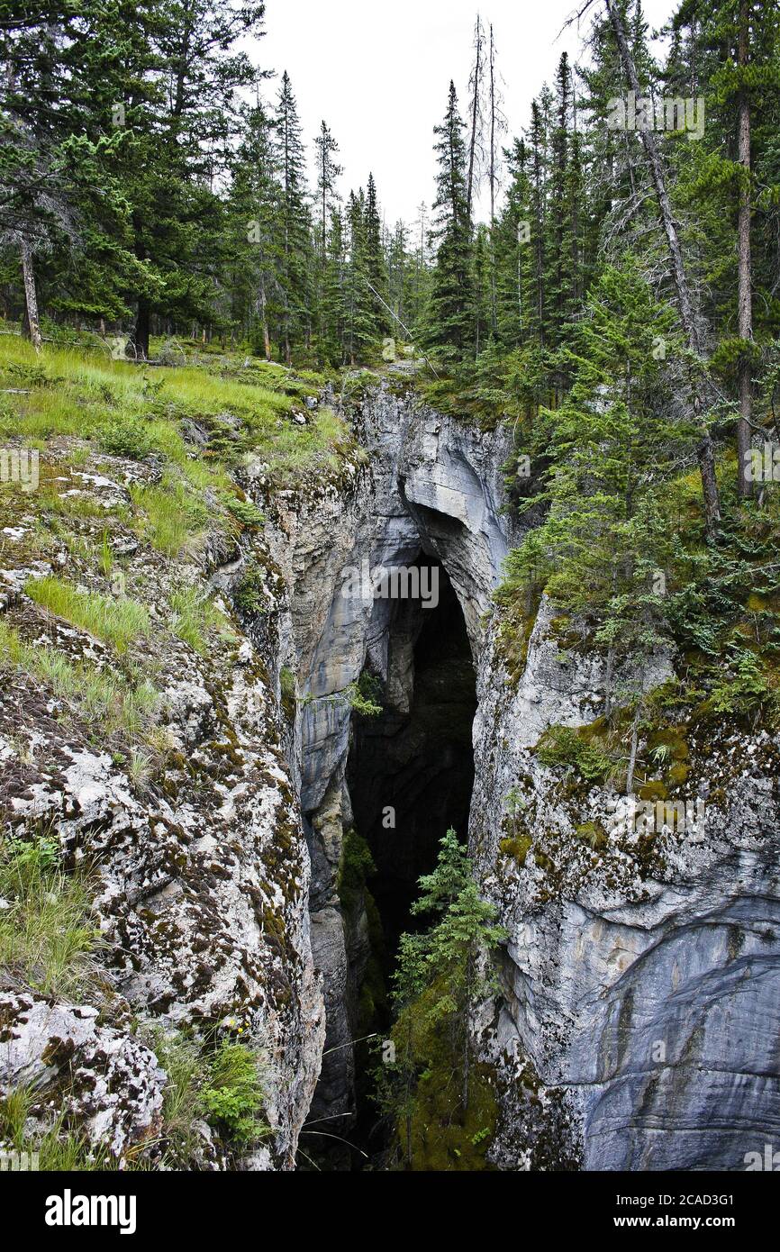 Vertical shot of a cliff in the middle of the forest Stock Photo - Alamy
