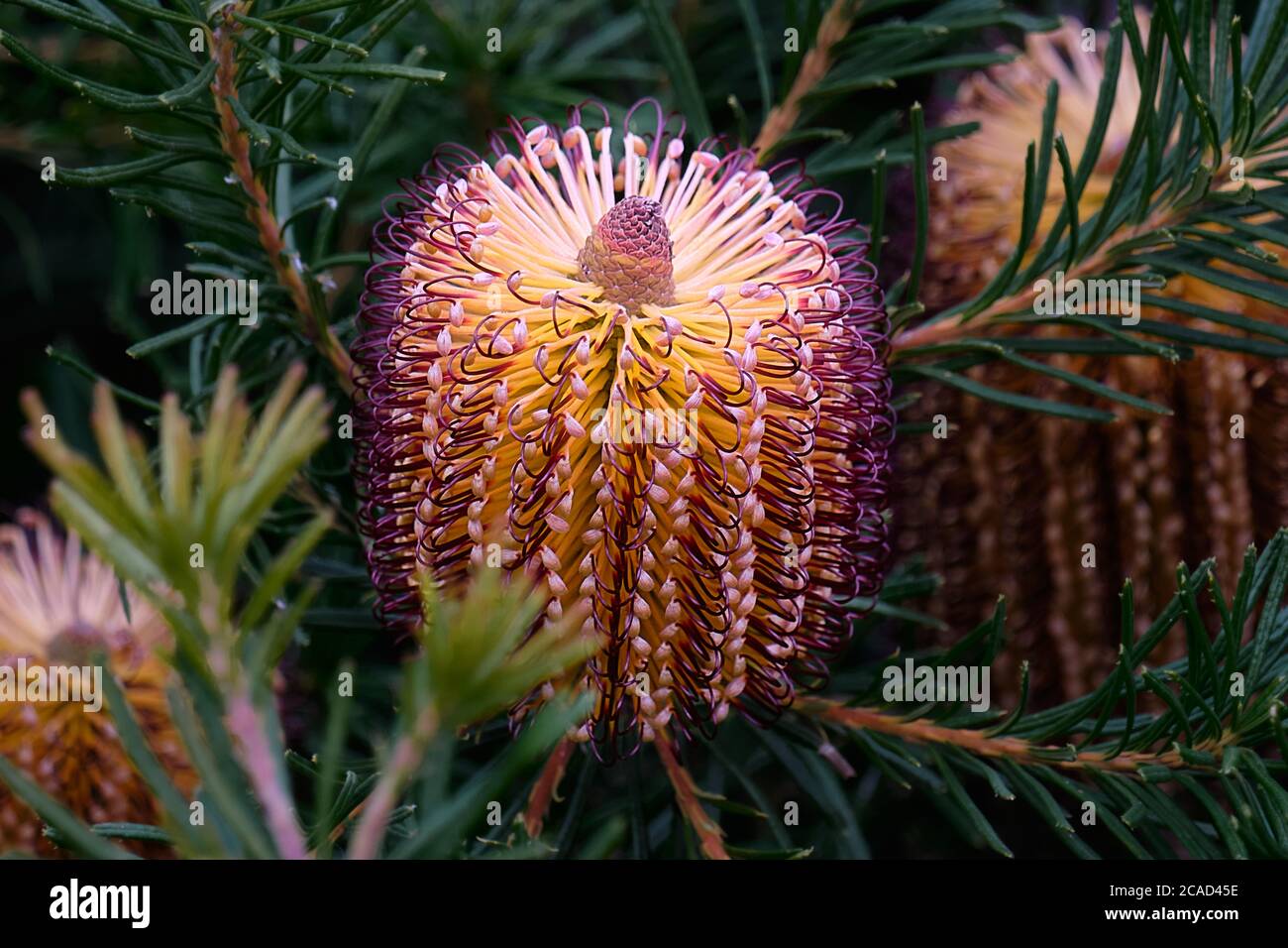 Banksia Spinulosa Flower - Hairpin Banksia Stock Photo - Alamy
