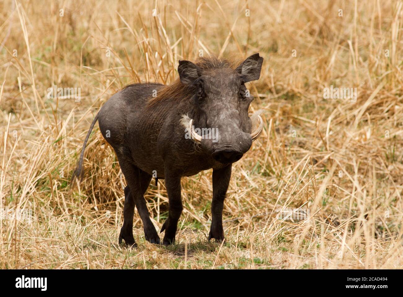Female tush hi-res stock photography and images - Alamy