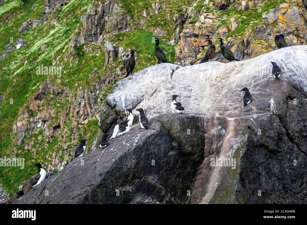 Fugleskitt hi-res stock photography and images - Alamy