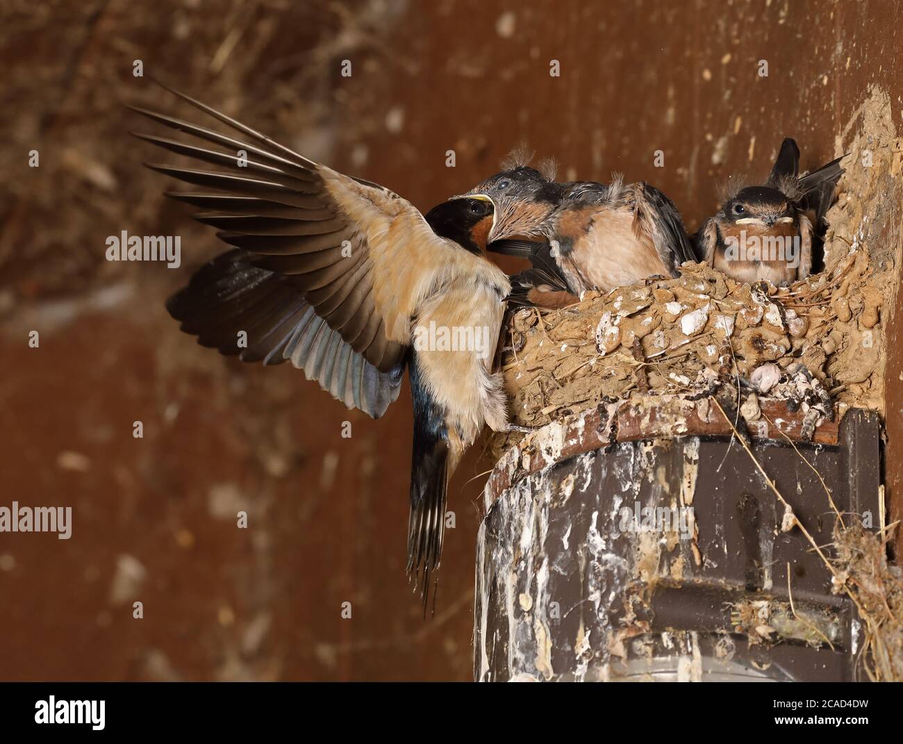 Barn swallow bird nest young hi-res stock photography and images - Alamy