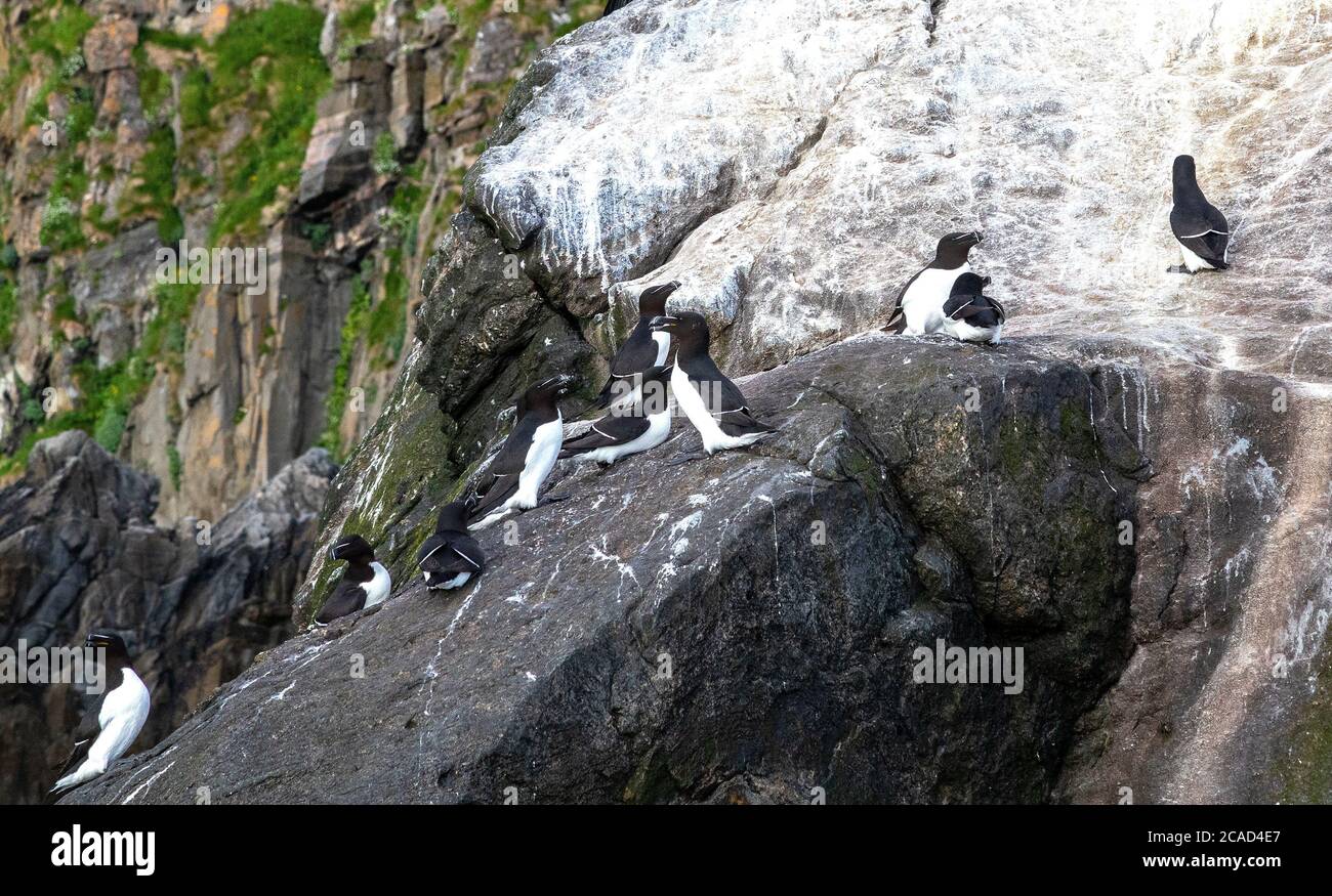 Razorbills, or lesser auk, at Runde, west coast of Norway. (Alca torda ...