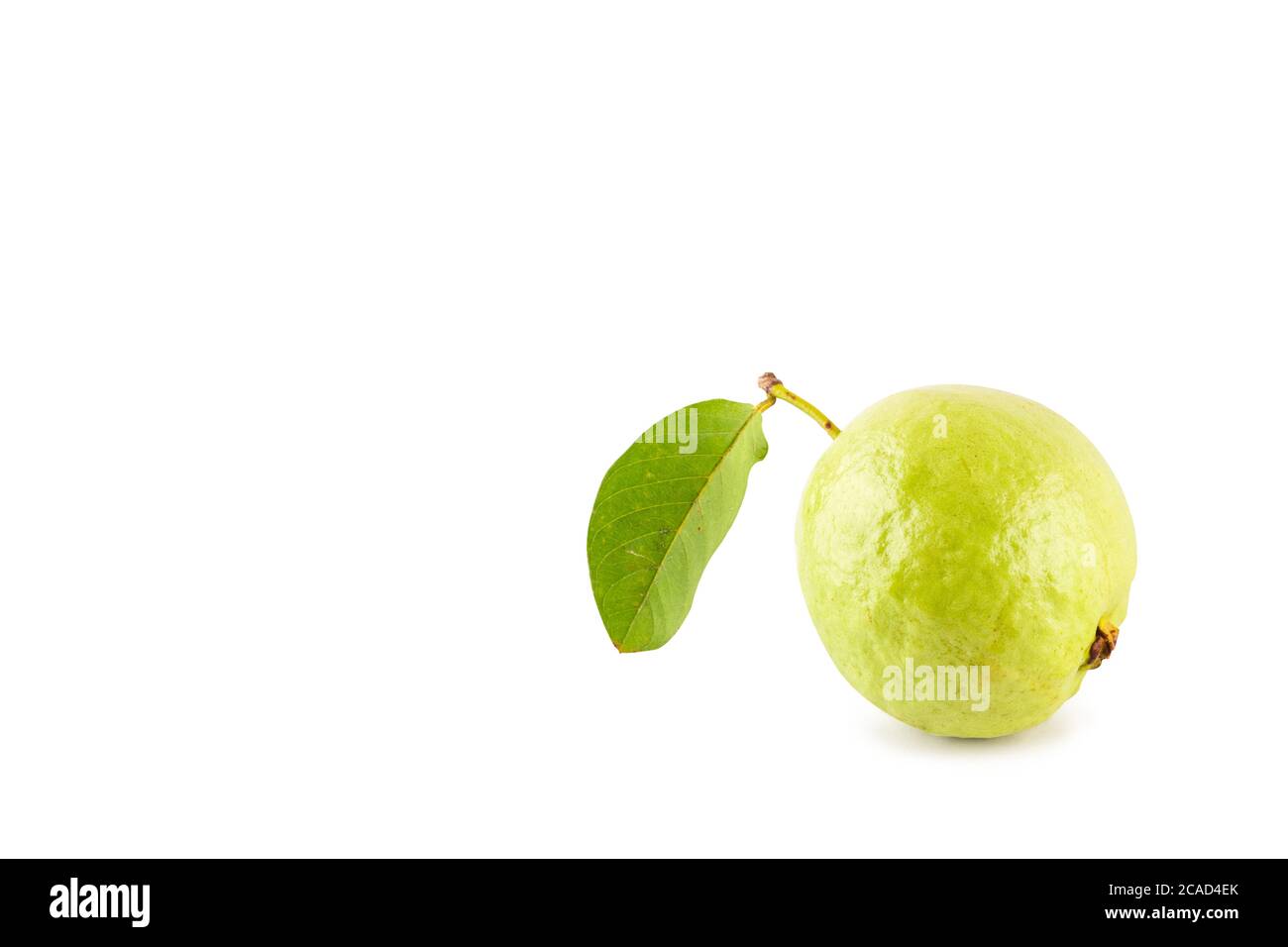 guava and guava leaf on white background fruit agriculture food ...
