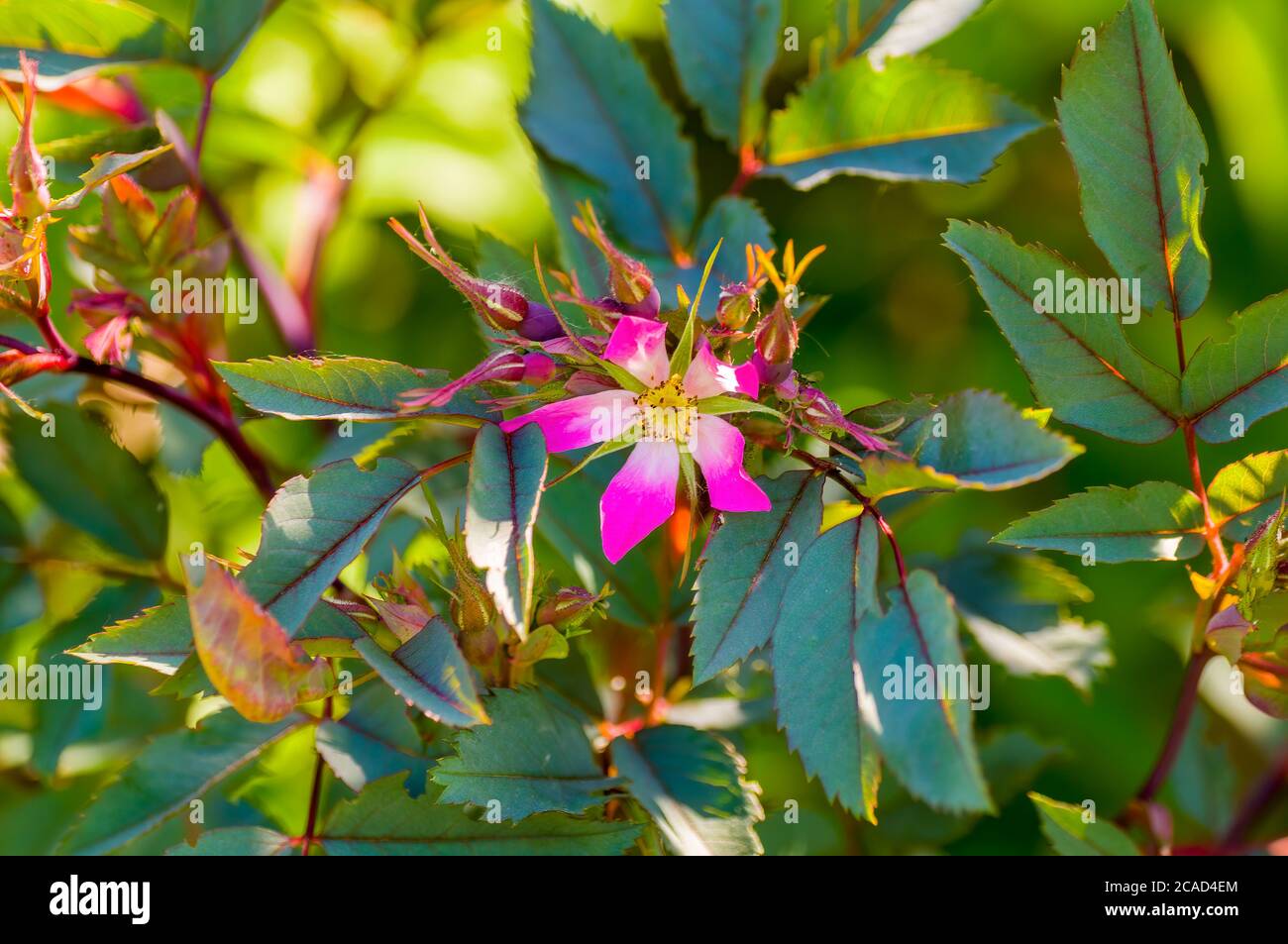 beautiful colorful flower with a soft background Stock Photo - Alamy