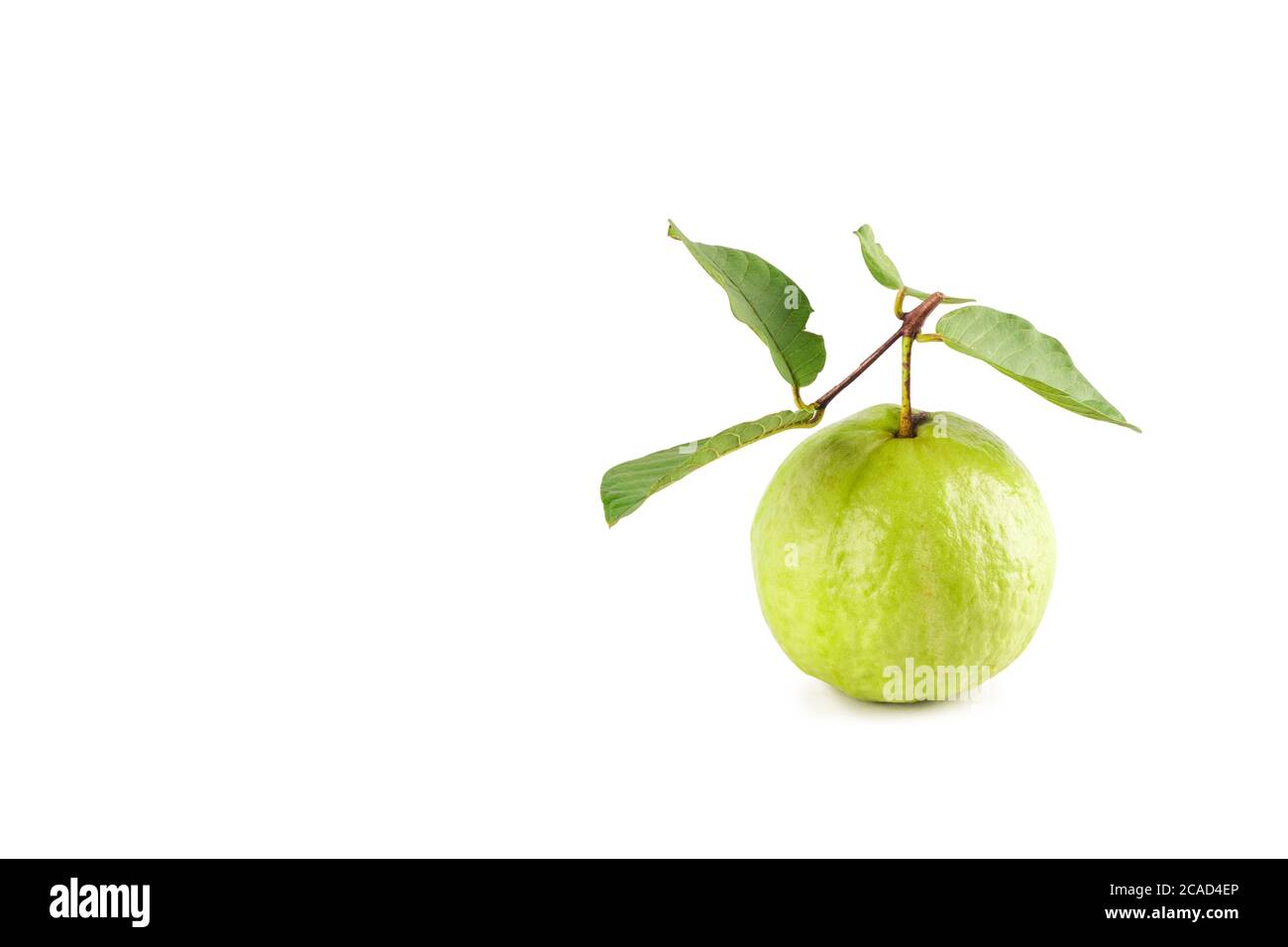 fresh guava and green guava leaf on white background fruit agriculture ...