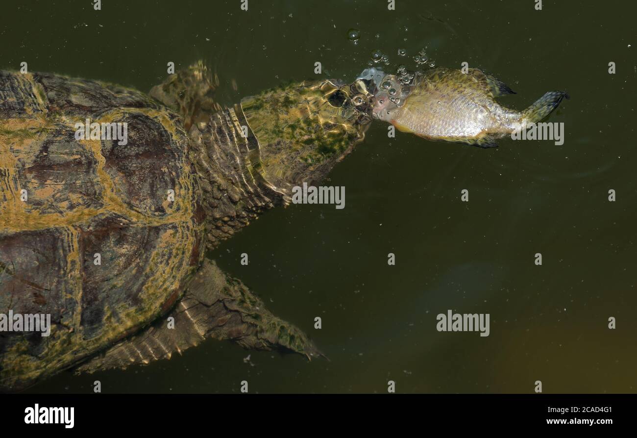 Snapping turtle, Chelydra serpentina, Maryland, feeding on white ...