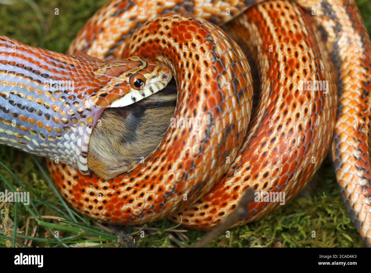 Captive snake hi-res stock photography and images - Alamy