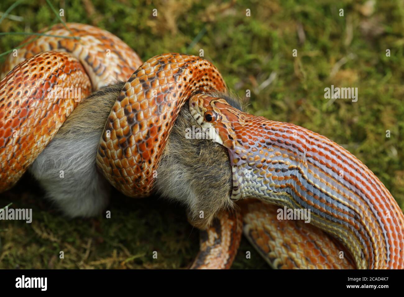 Carnivorous High Resolution Stock Photography and Images - Alamy
