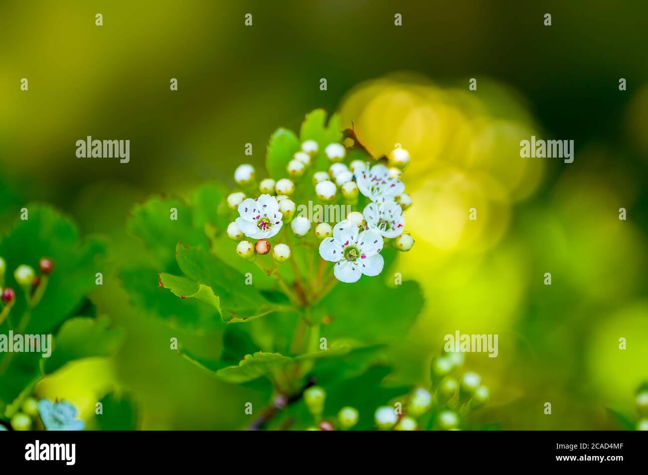 beautiful colorful flower with a soft background Stock Photo - Alamy