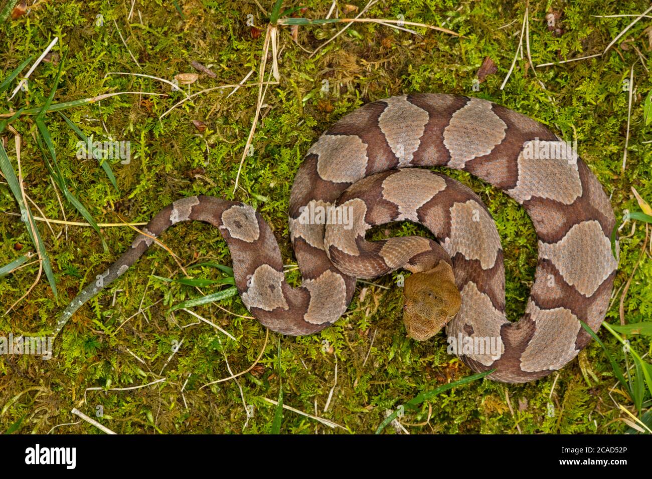 Copperhead, Agkistrodon contortrix, venomous pit viper, Maryland Stock ...