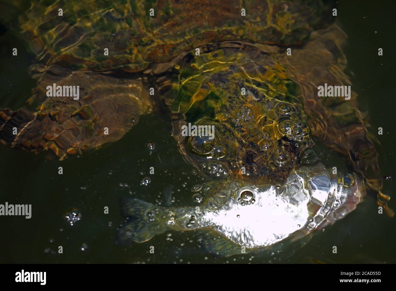 Snapping Turtle Eating Fish High Resolution Stock Photography and ...