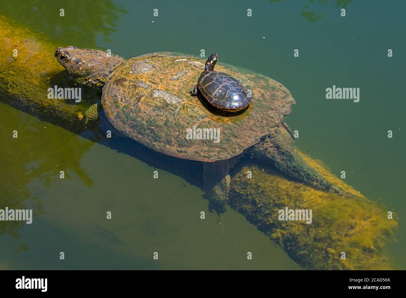 Snapping turtle, Chelydra serpentina, and painted turtle, Chrysemys ...