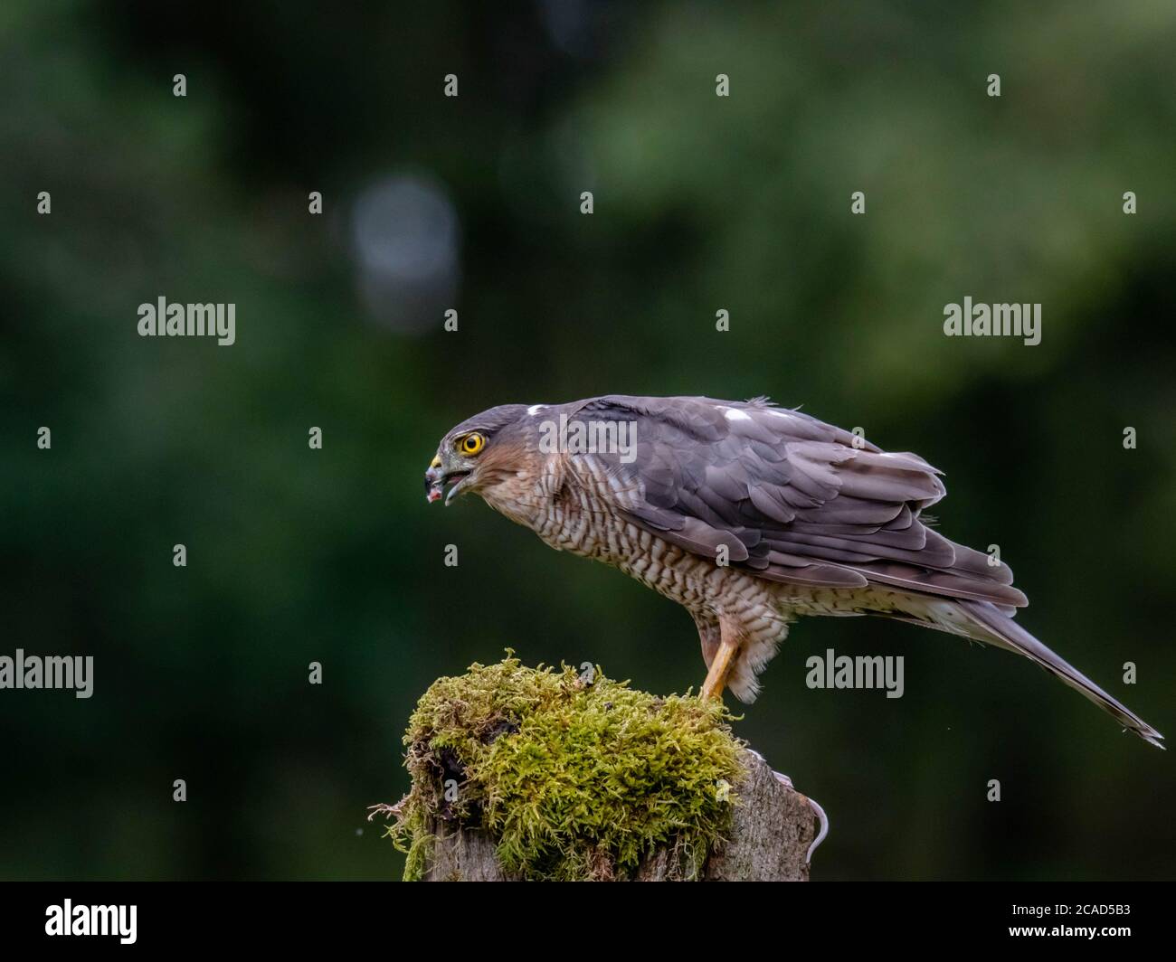 Adult Female Sparrow High Resolution Stock Photography and Images - Alamy