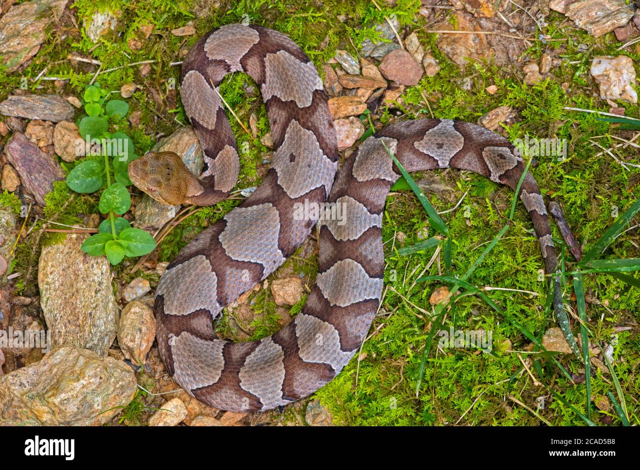 Copperhead, Agkistrodon contortrix, venomous pit viper, Maryland Stock ...
