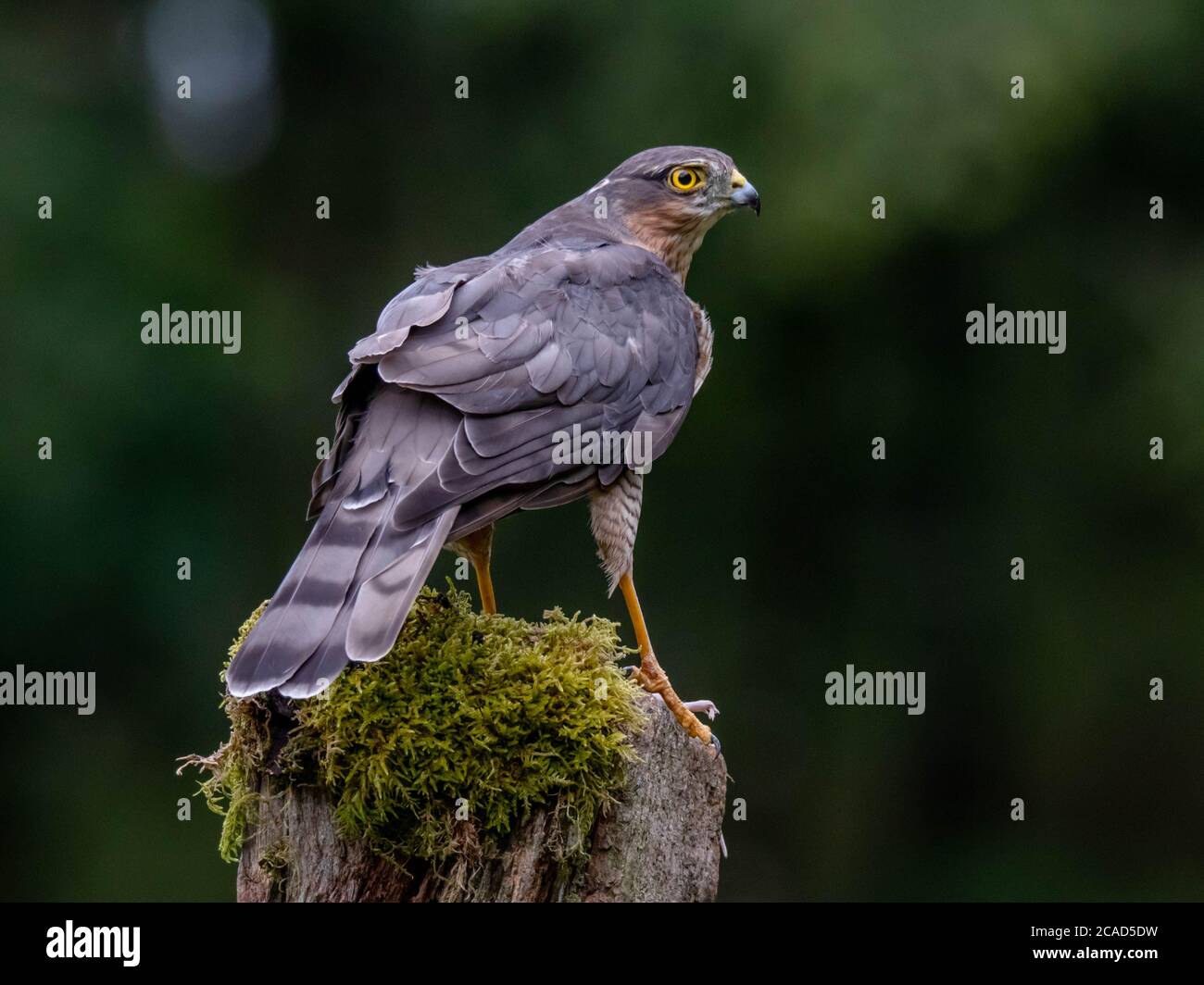 Female With Dark Plumage High Resolution Stock Photography and Images ...