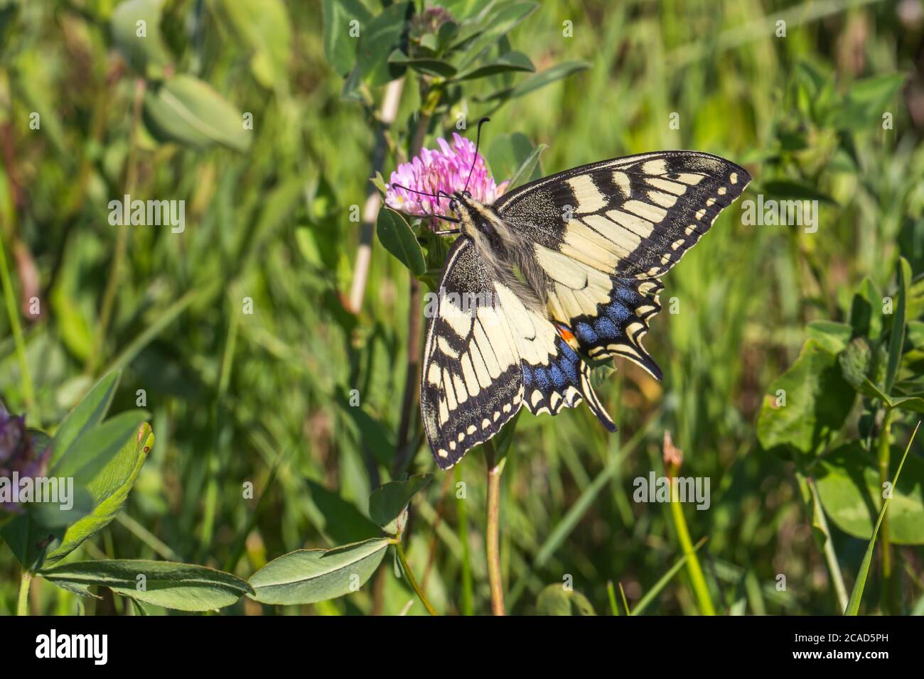 A swallowtail moth on a flower Stock Photo - Alamy