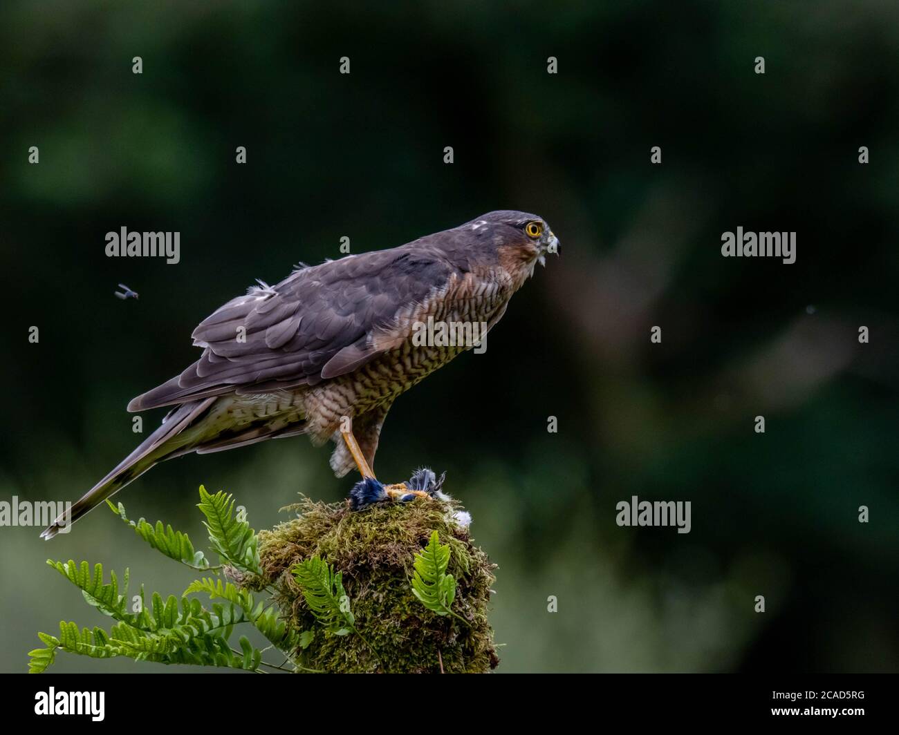 Hunting Hawk High Resolution Stock Photography and Images - Alamy