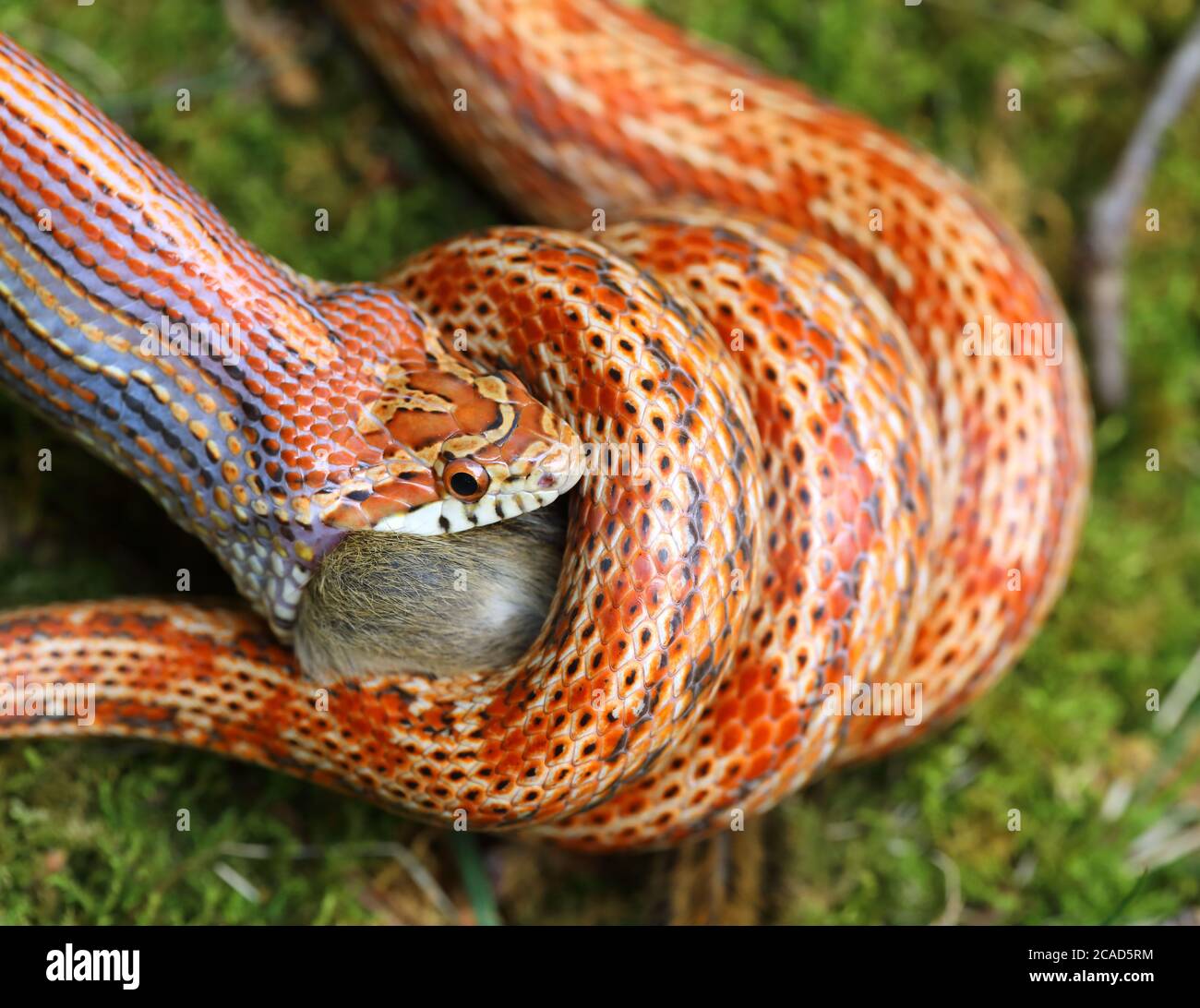 Captive snake hi-res stock photography and images - Alamy
