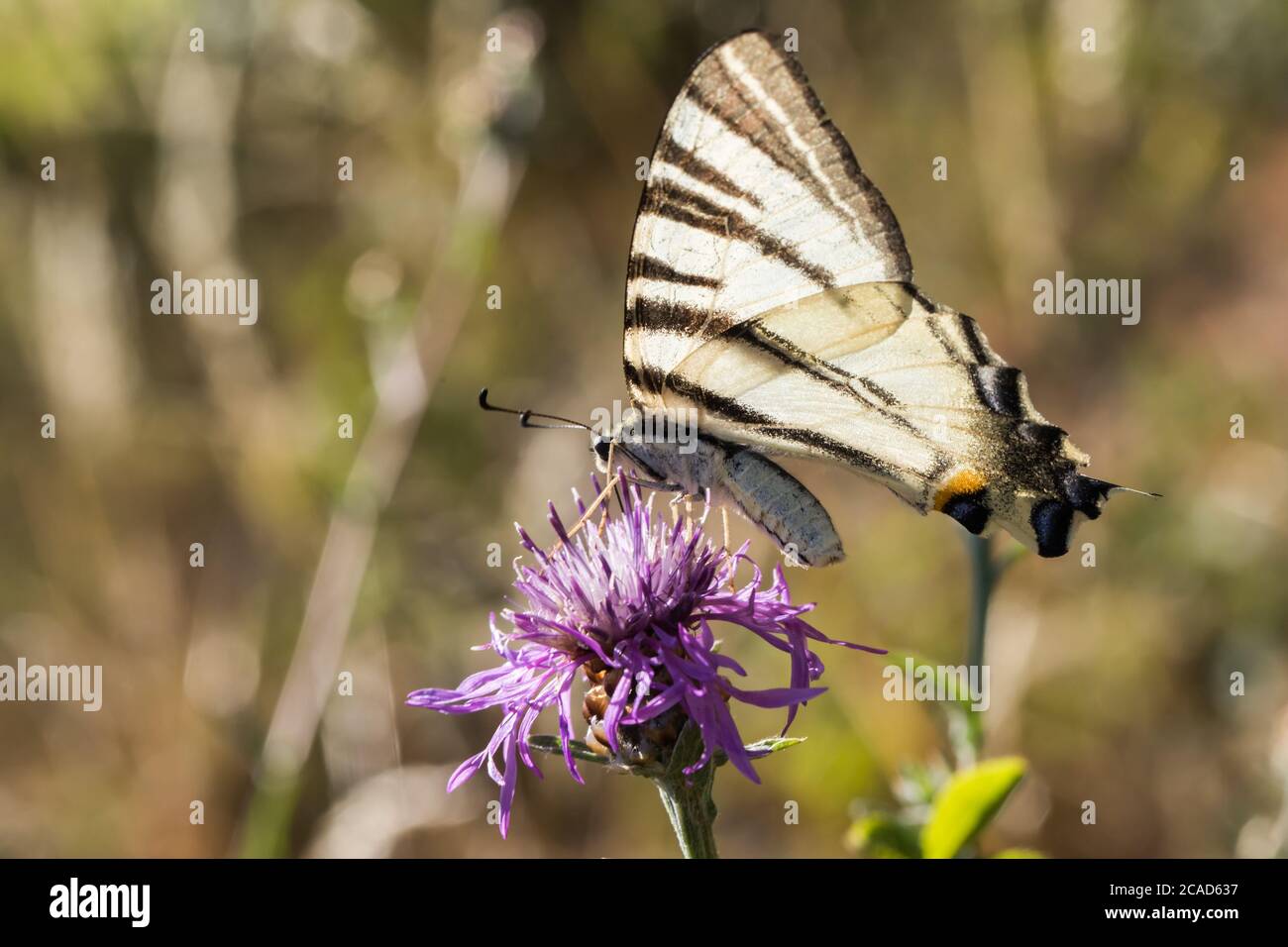 Sail moth hi-res stock photography and images - Alamy