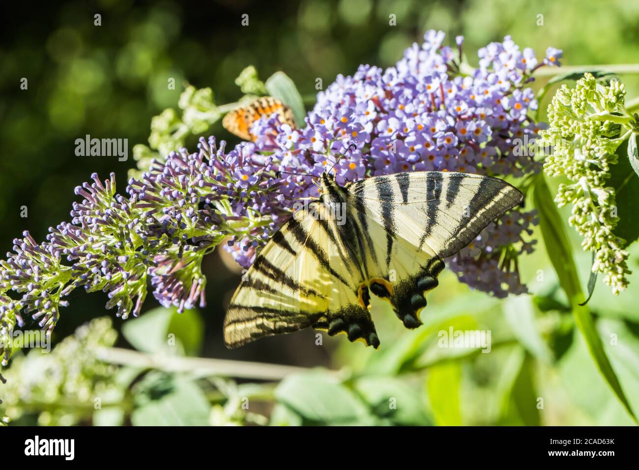 A sail moth is sitting on a flower Stock Photo - Alamy