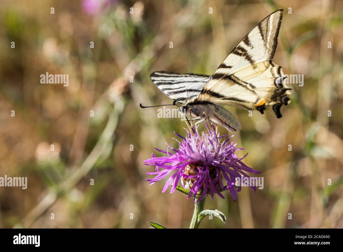 A sail moth is sitting on a flower Stock Photo - Alamy