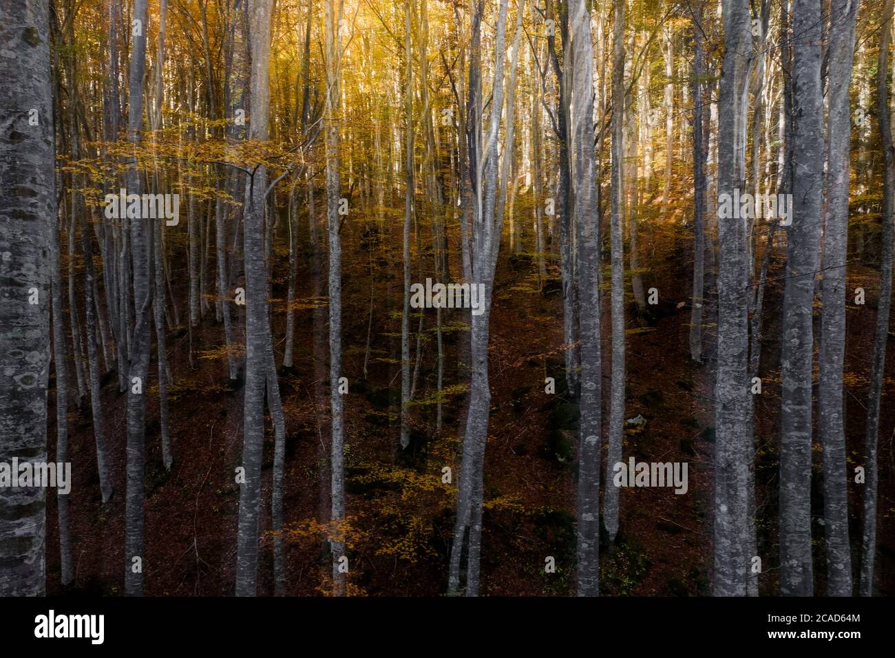 Tree double exposure hi-res stock photography and images - Alamy