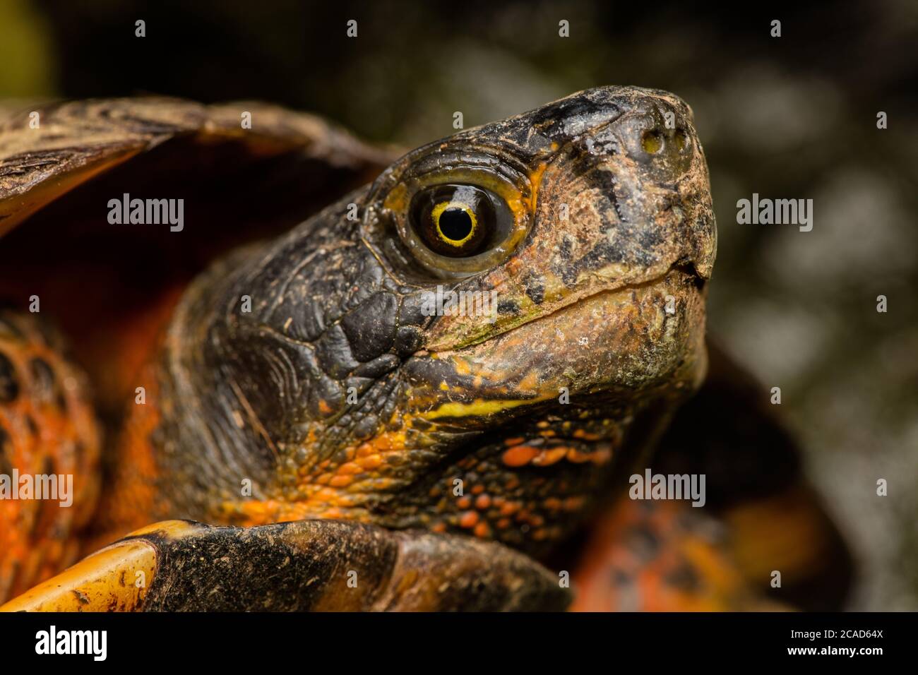 wood turtle (Glyptemys insculpta), IUCN endangered, Maryland Stock ...