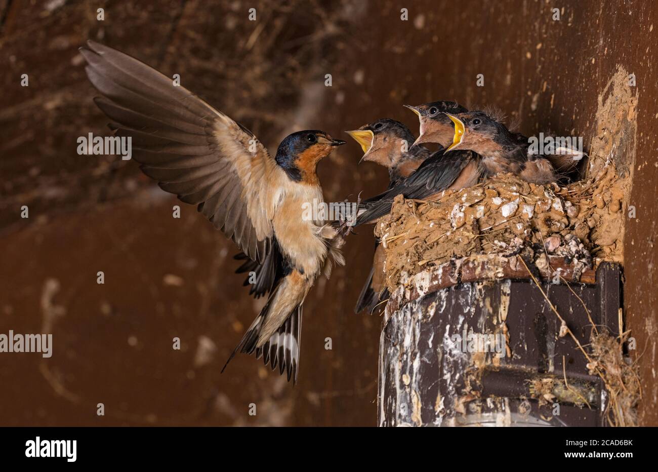 Birds mud nest hi-res stock photography and images - Alamy