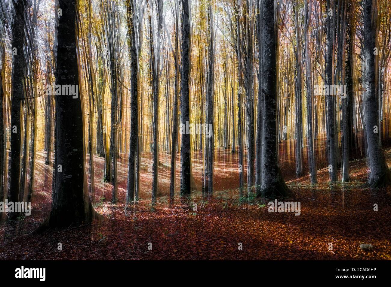 Tree double exposure hi-res stock photography and images - Alamy