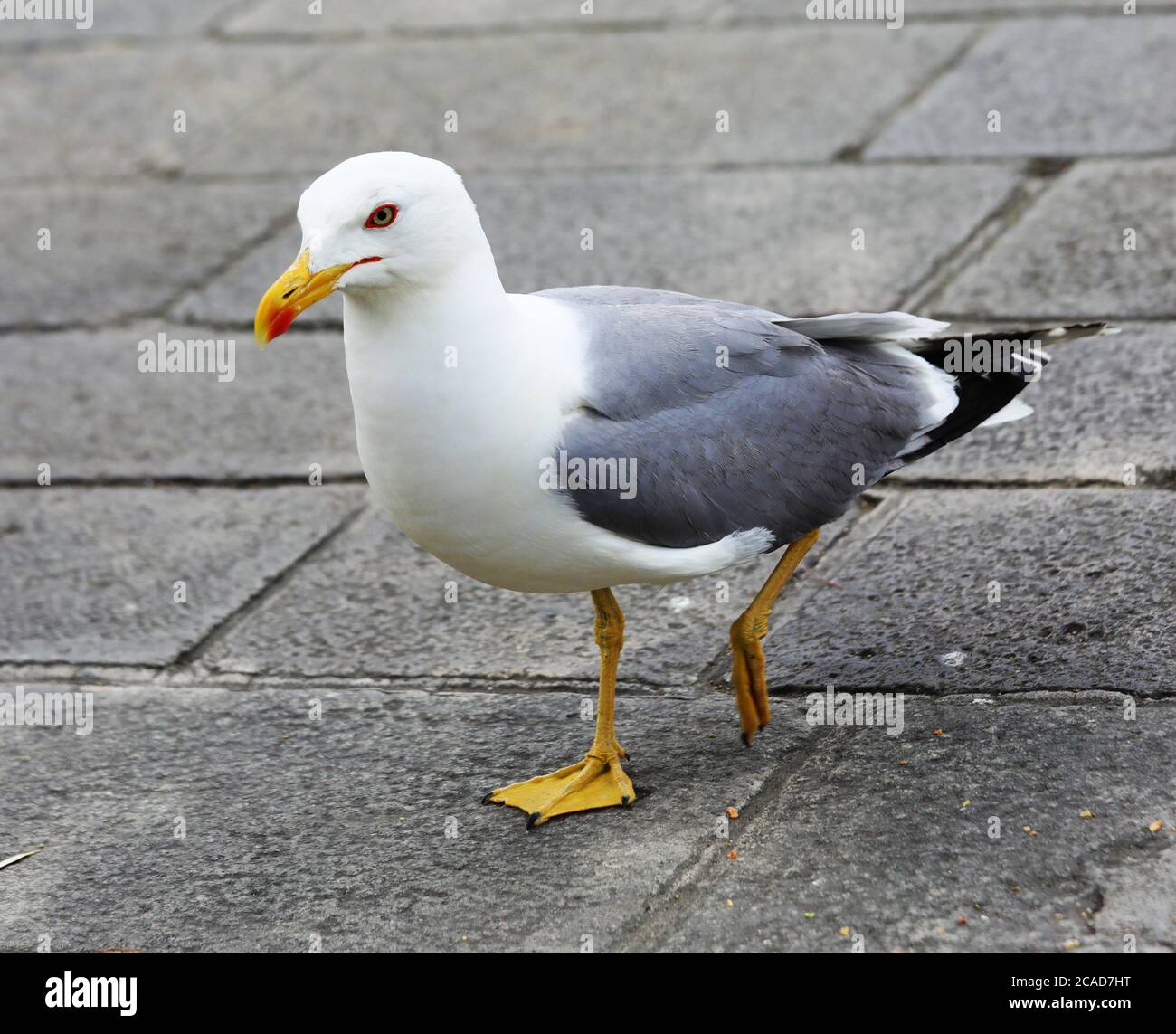 great Gull with yellow beak and webbed legs Stock Photo - Alamy