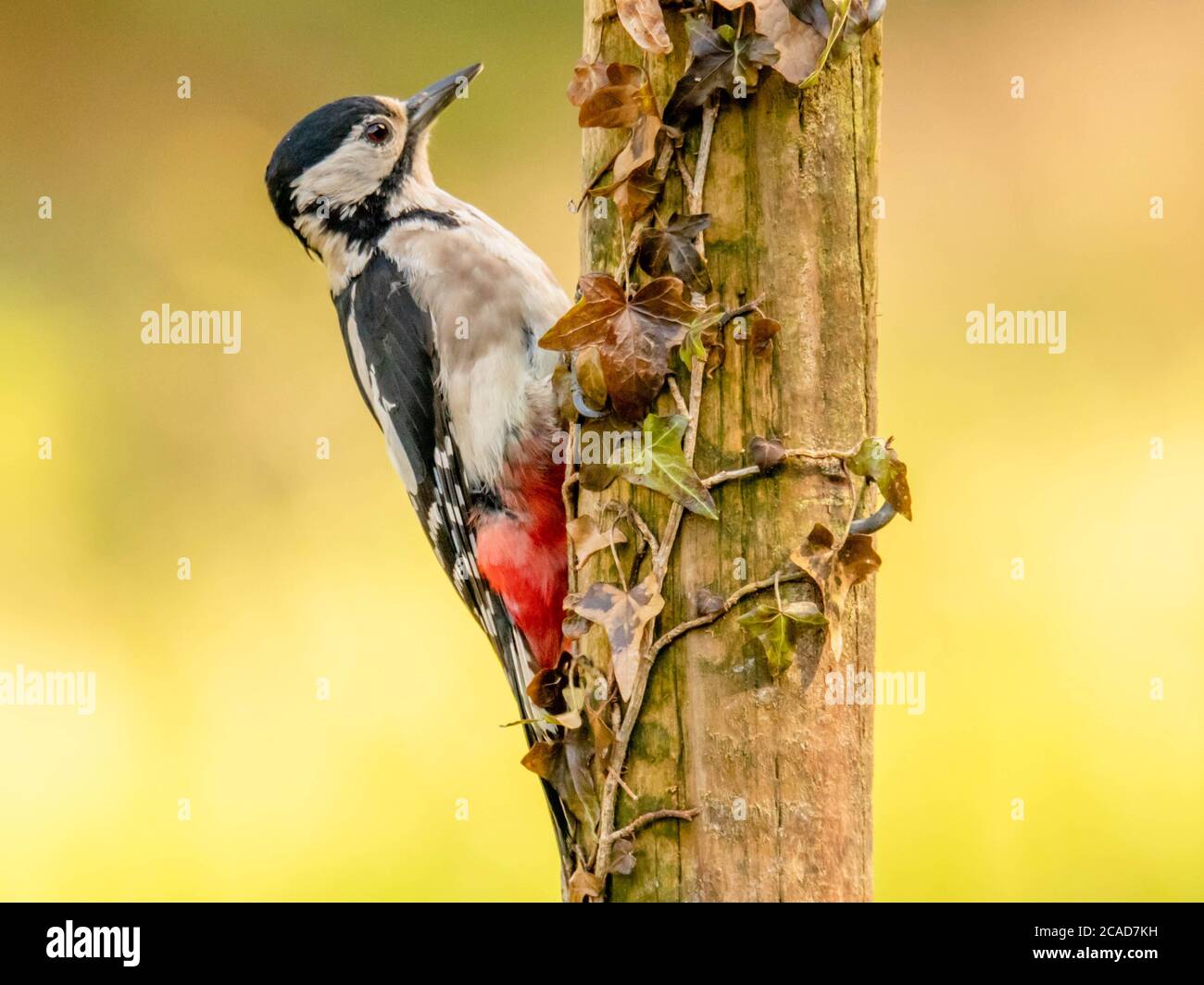 Spotted Bird High Resolution Stock Photography and Images - Alamy