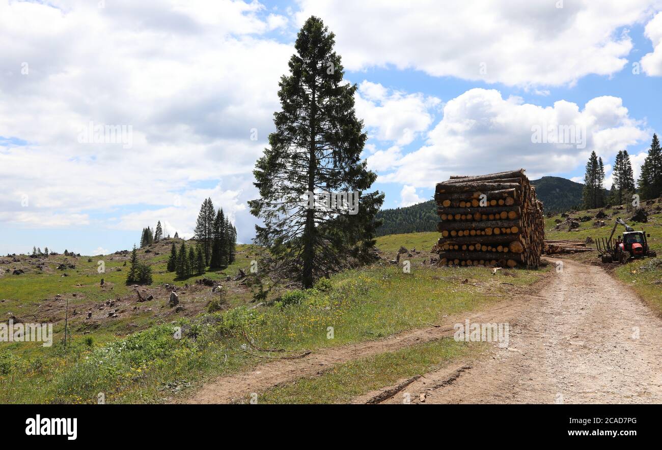 Felled forest panorama hi-res stock photography and images - Alamy