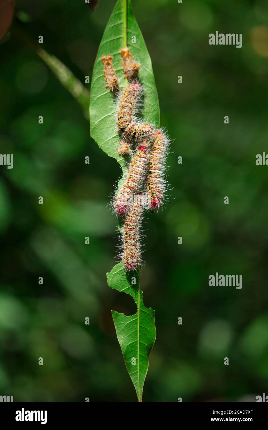 Eating Insects High Resolution Stock Photography and Images - Alamy