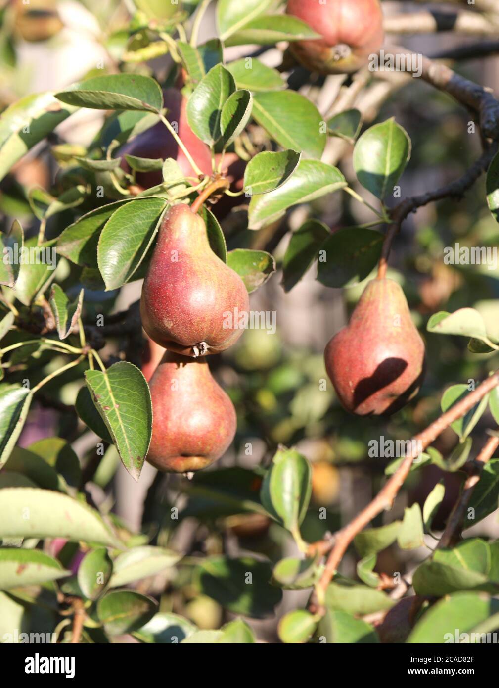 small pears from a tree in the orchard grown without fungicides and ...