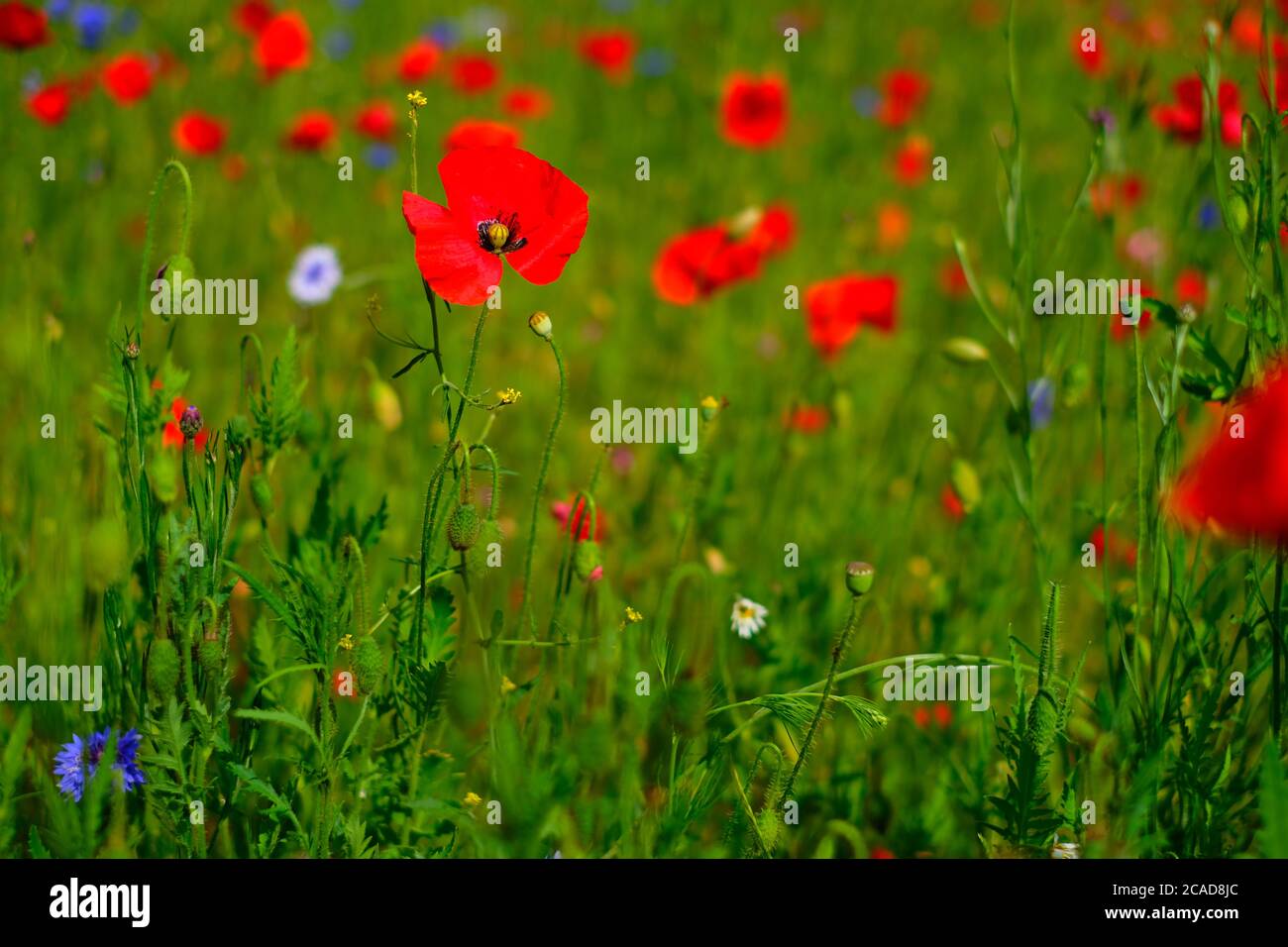 Poppy fields hi-res stock photography and images - Alamy